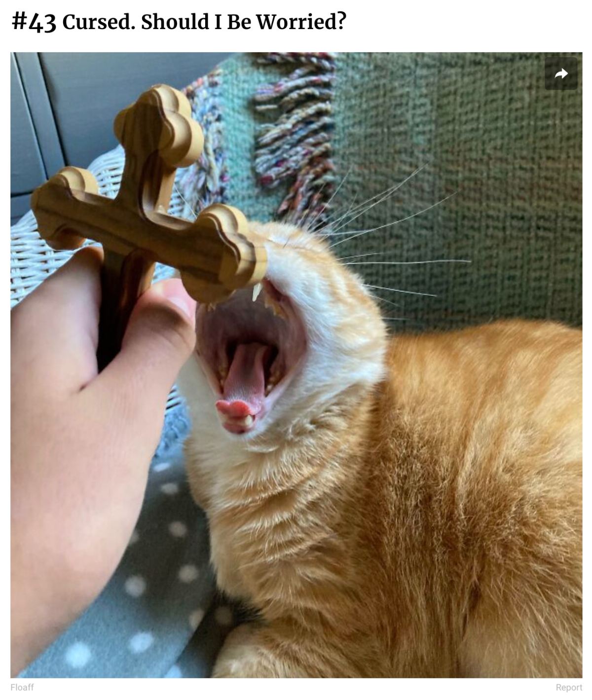 Caturday felid trifecta: Shrine honors felids on a Japanese “cat island ...