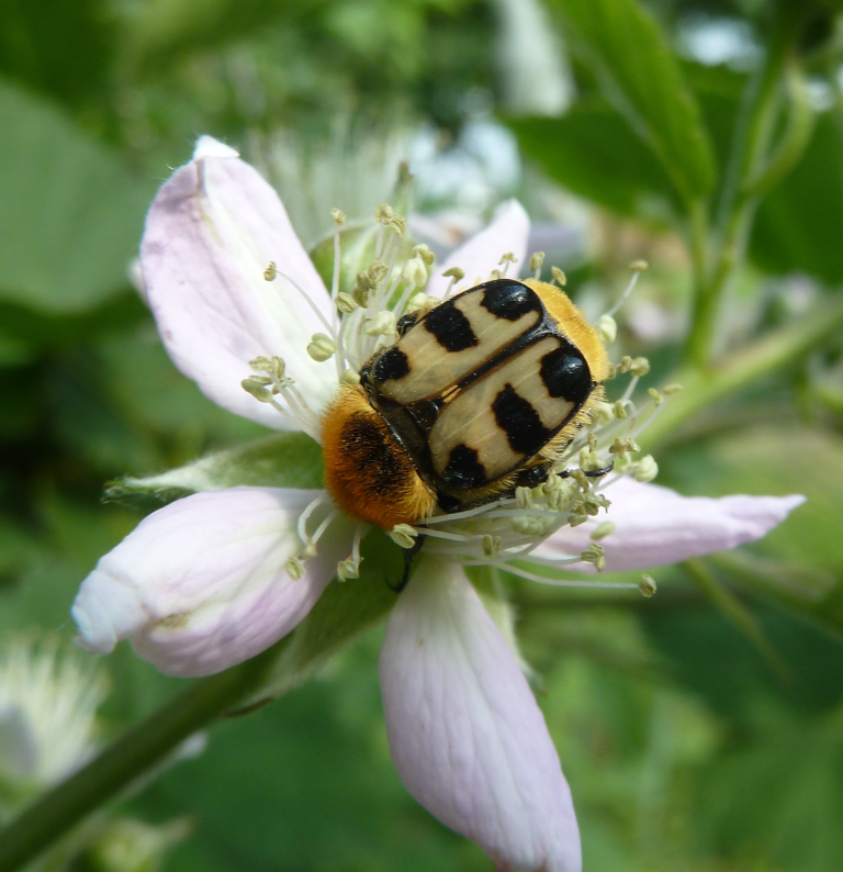 Readers’ wildlife photos – Why Evolution Is True