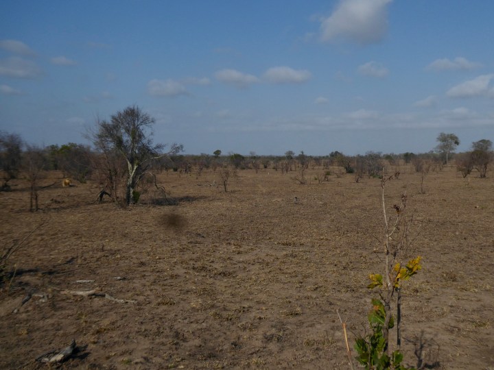 Spot the lion! – Why Evolution Is True