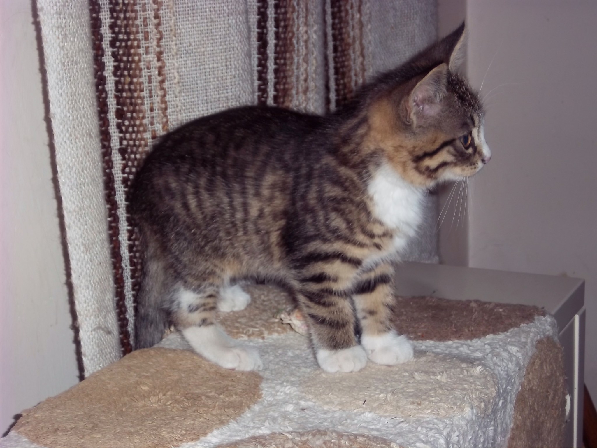 Caturday felid trifecta: Dude the Museum Cat; Cat who helped trafficked ...