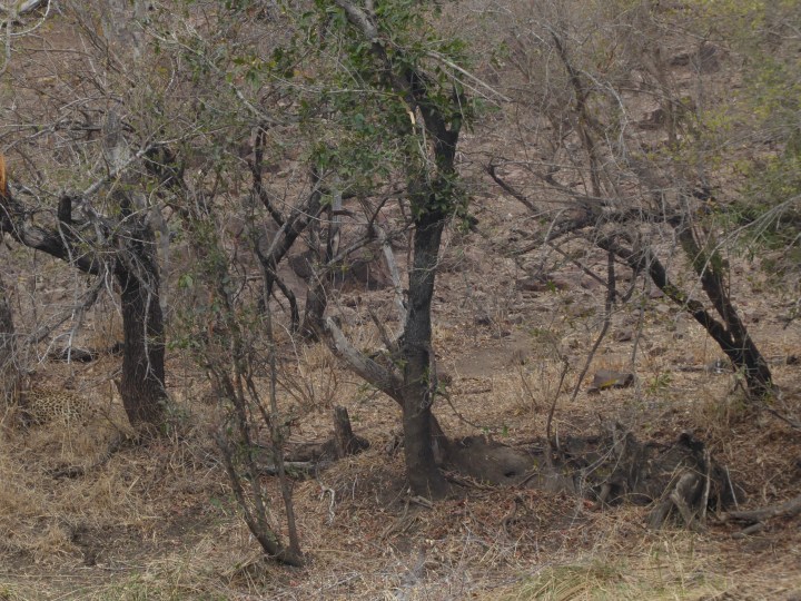 Spot the leopard! – Why Evolution Is True