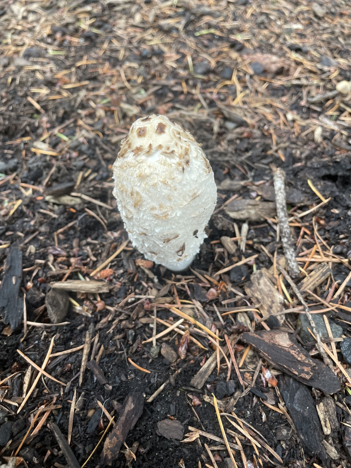 Readers’ wildlife photos – Why Evolution Is True