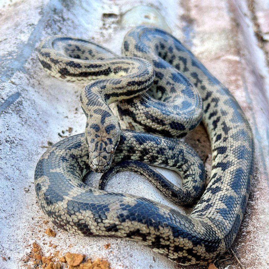 Readers’ wildlife photos – Why Evolution Is True