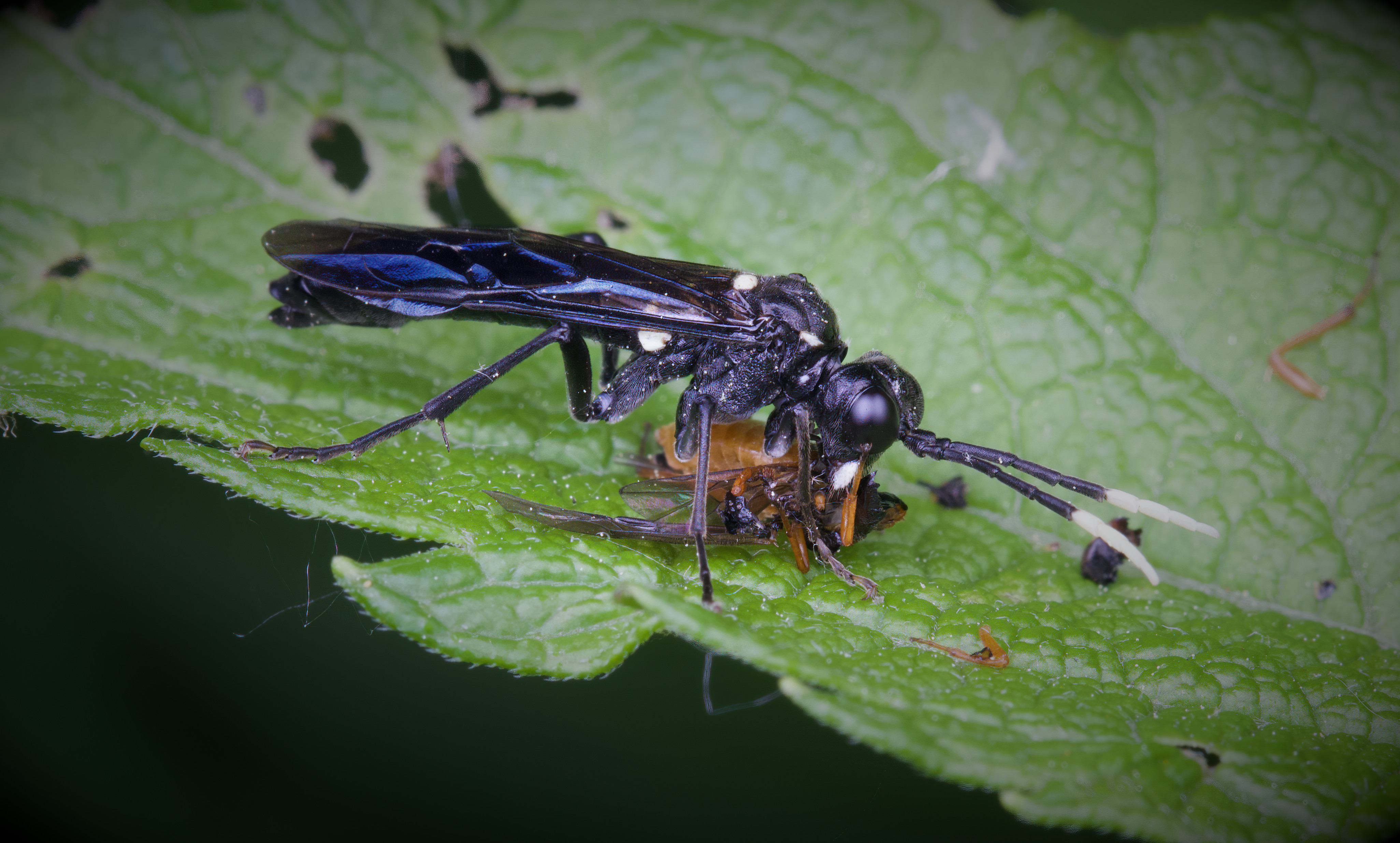 Readers’ wildlife photos – Why Evolution Is True
