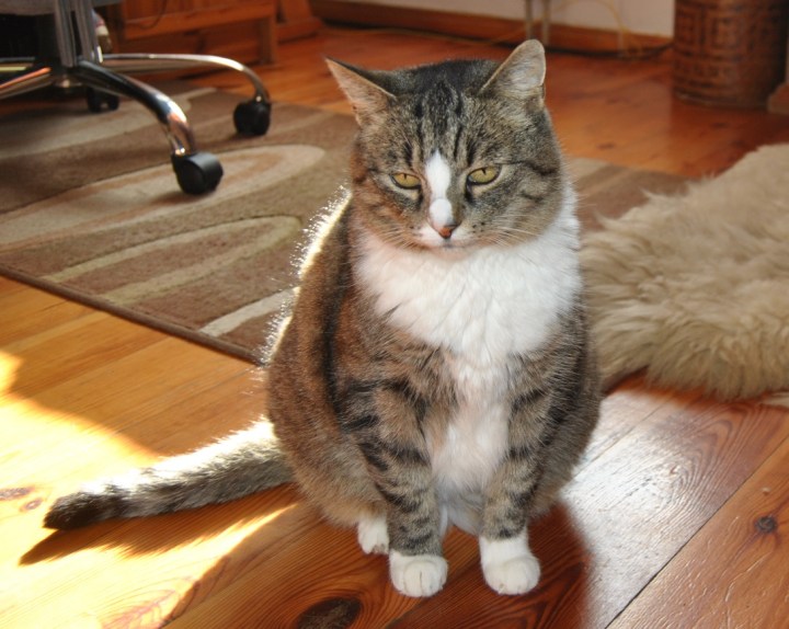 Saturday: Hili dialogue – Why Evolution Is True