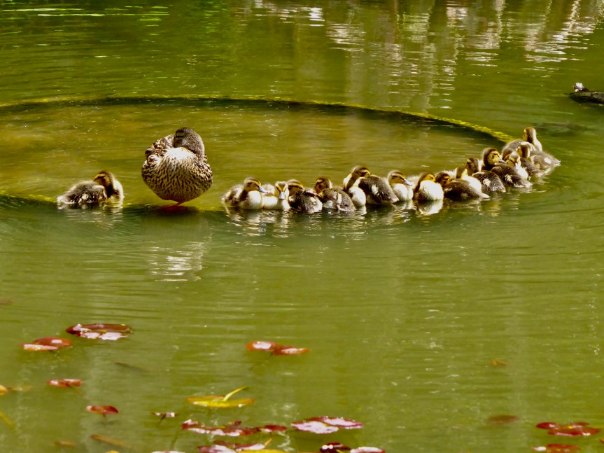 Botany Pond is open! – Why Evolution Is True