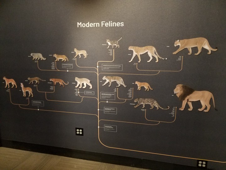“Cats: Predators to Pets” at the Field Museum – Why Evolution Is True
