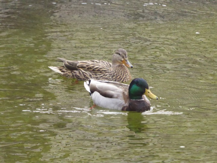 Botany Pond has ducks! – Why Evolution Is True