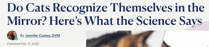 Caturday felid trifecta: Do cats recognize themselves in a mirror?: cat ...