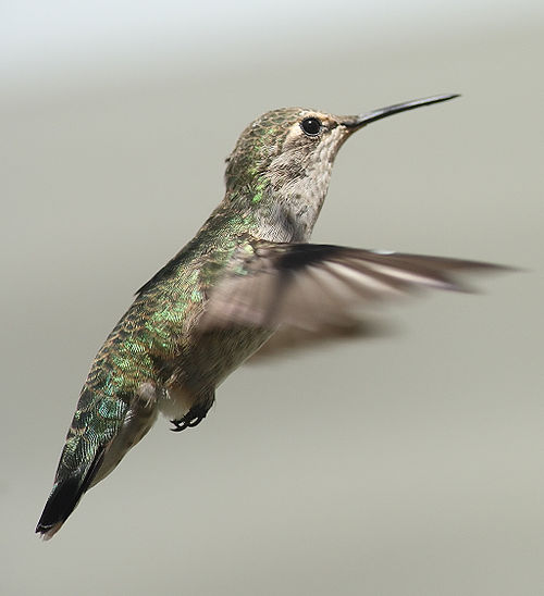 Possible evolution of hummingbird beaks since WWII – Why Evolution Is True