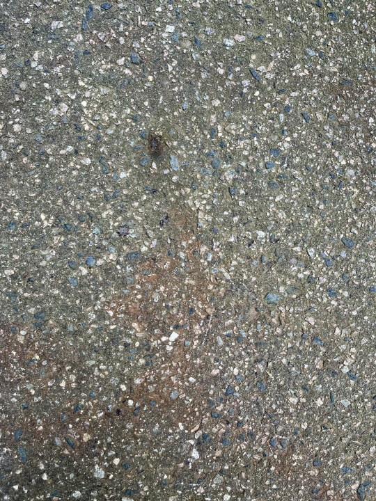 Spot the pentatomid – Why Evolution Is True