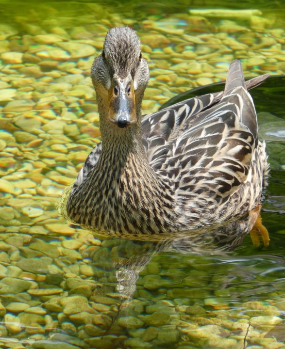 Duckapalooza! Big Sunday duck report – Why Evolution Is True