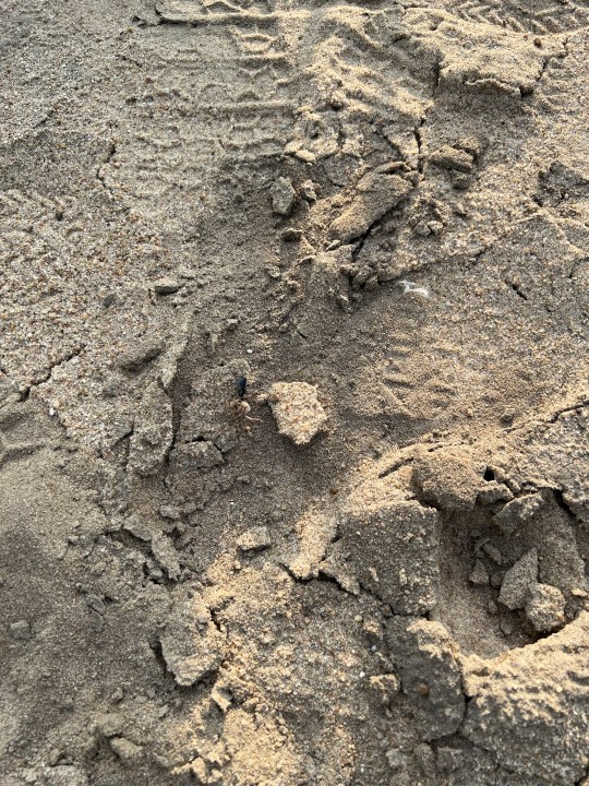 Spot the flies! – Why Evolution Is True