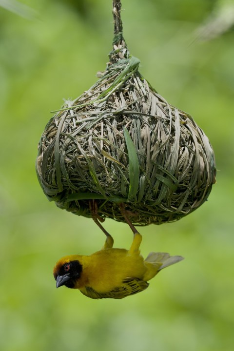 Readers’ wildlife photos – Why Evolution Is True