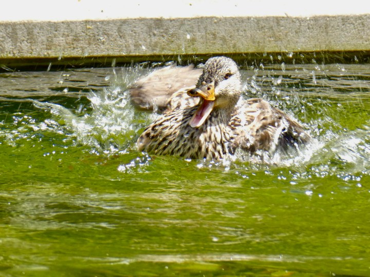 A happy duckling – Why Evolution Is True