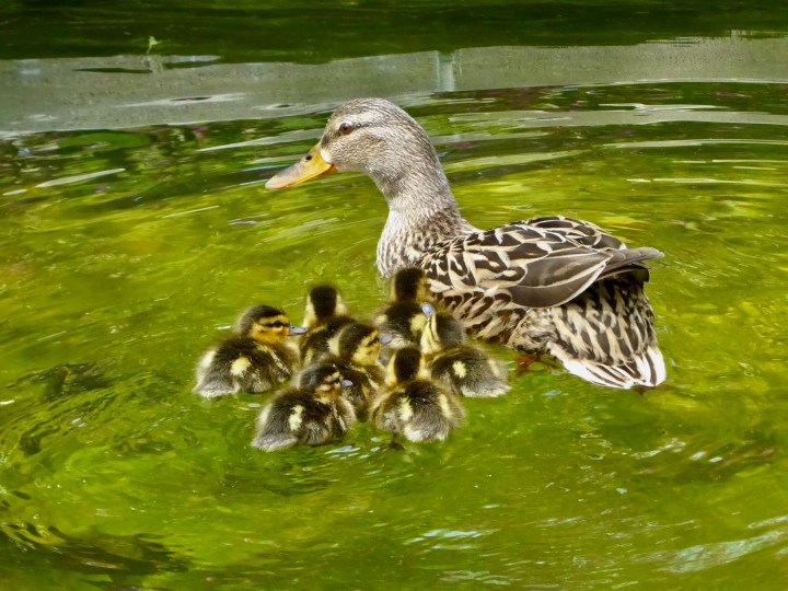 The best duck photos of the season – Why Evolution Is True