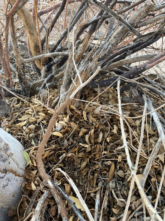 Spot the viper! – Why Evolution Is True