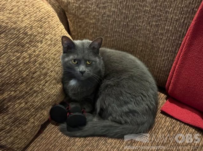 Caturday felid trifecta: Making a cat into a feline influencer; Nimbus ...