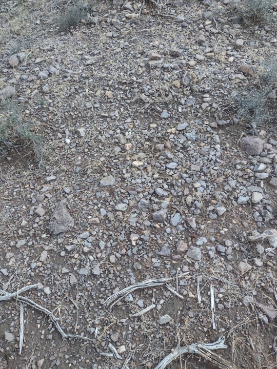 Spot the locust! – Why Evolution Is True