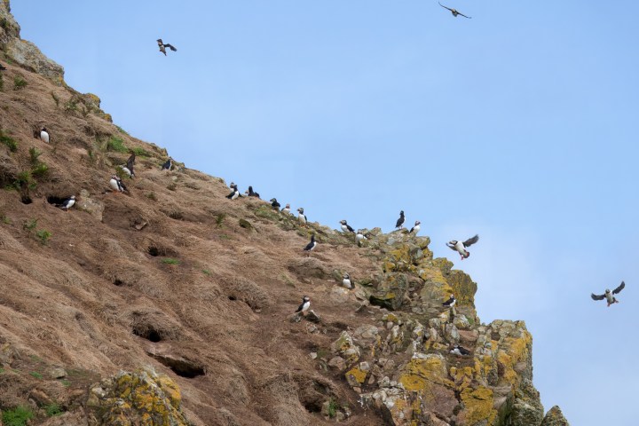 Readers’ wildlife photos – Why Evolution Is True