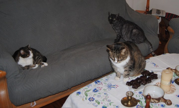 Monday: Hili dialogue – Why Evolution Is True