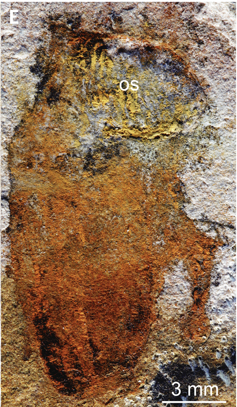 A transitional fauna shows that the “Cambrian explosion” was happening ...